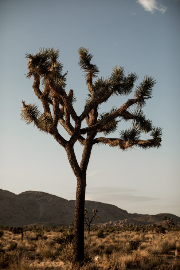 JOSHUA TREE NATIONAL PARK - CALIFORNIA | Lilly Red